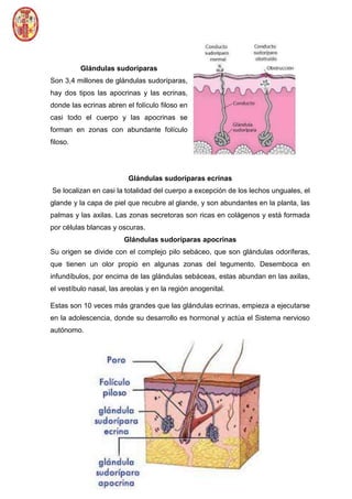 Glándulas Sudoríparas Apocrinas