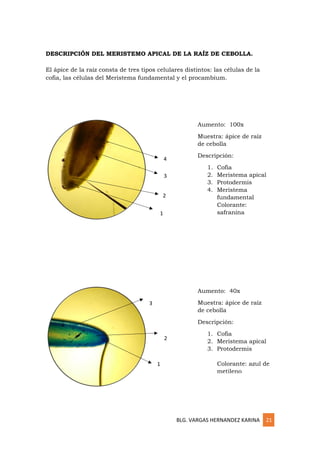 Informe practico de biologia celular agronomia | PDF