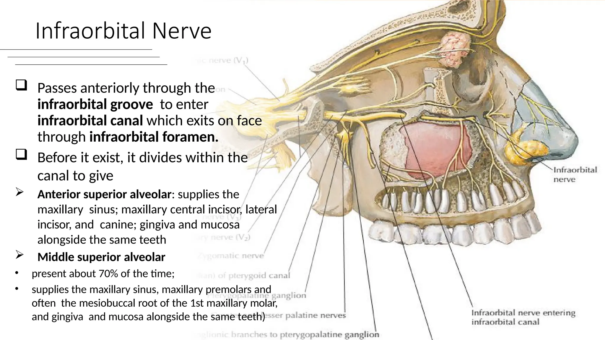 infra Ring splint. It is a set of soldered metal rings that, w.pptx