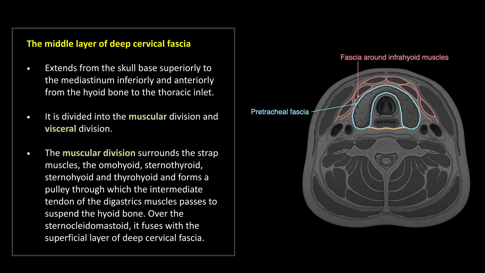 Imaging of the Infrahyoid neck spaces.pdf