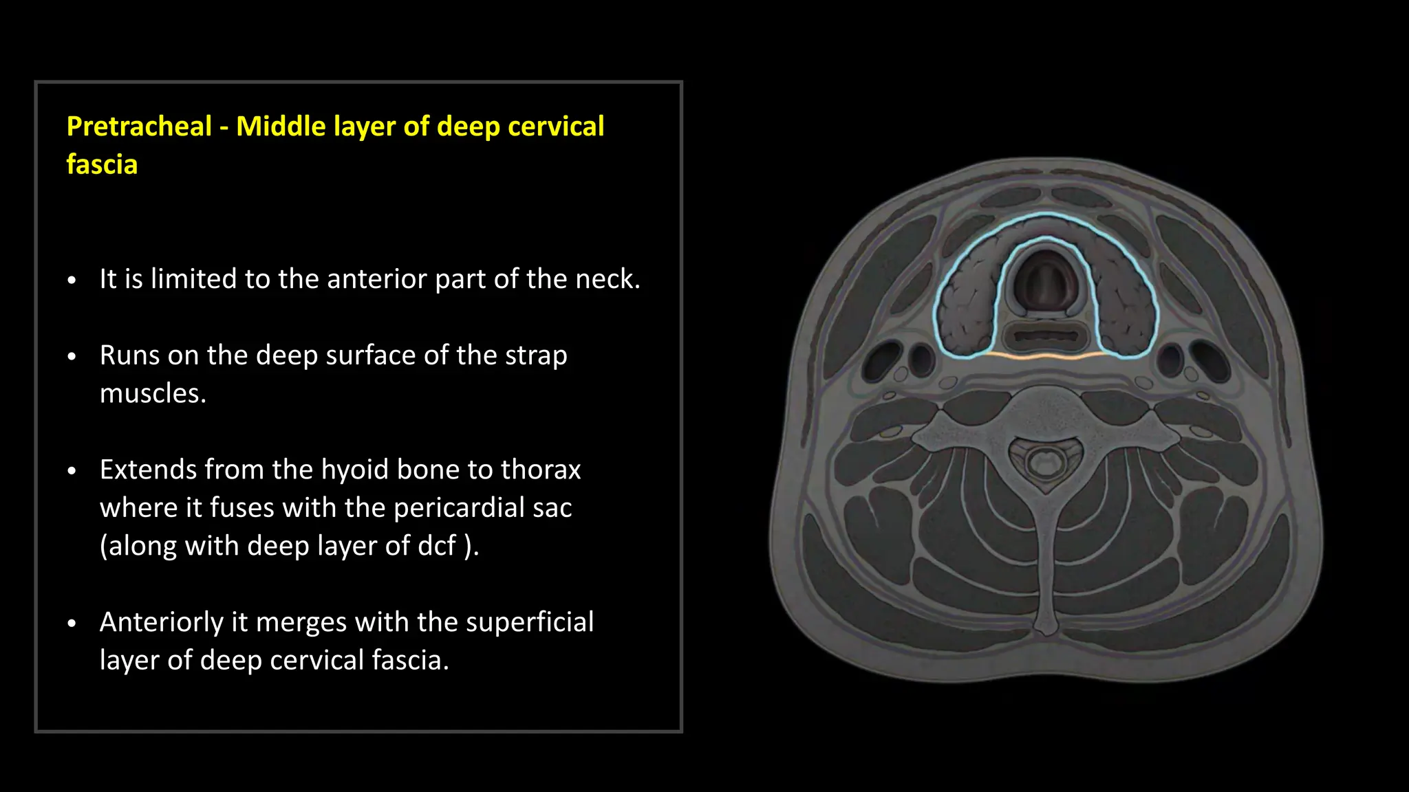 Imaging of the Infrahyoid neck spaces.pdf
