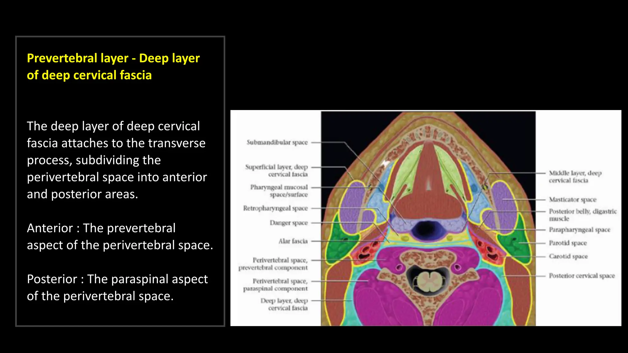 Imaging of the Infrahyoid neck spaces.pdf