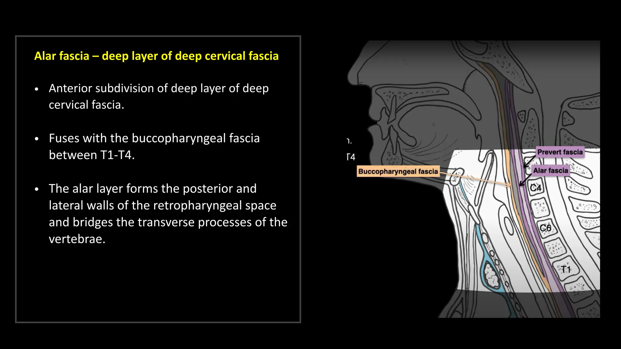 Imaging of the Infrahyoid neck spaces.pdf