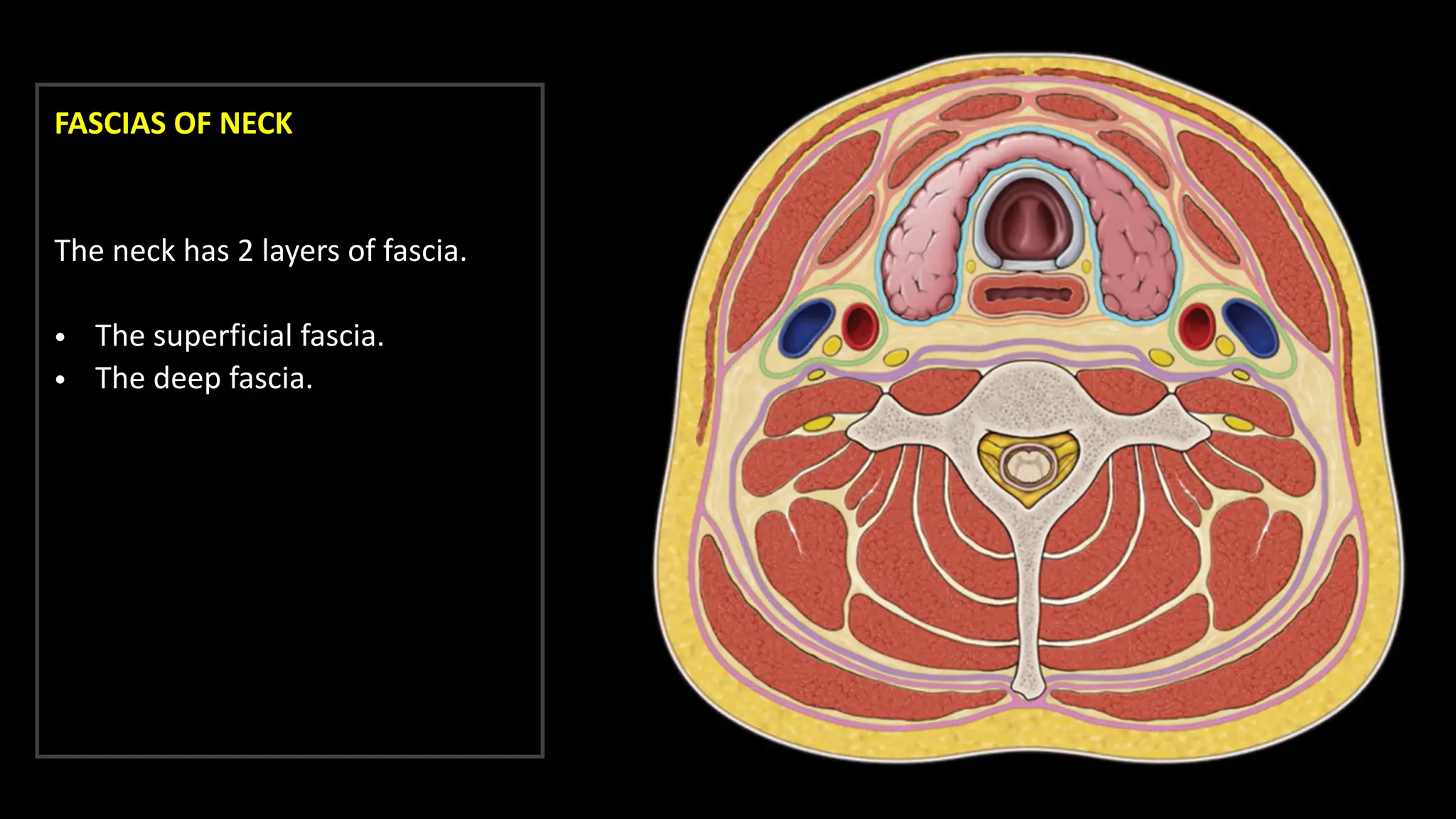 Imaging of the Infrahyoid neck spaces.pdf