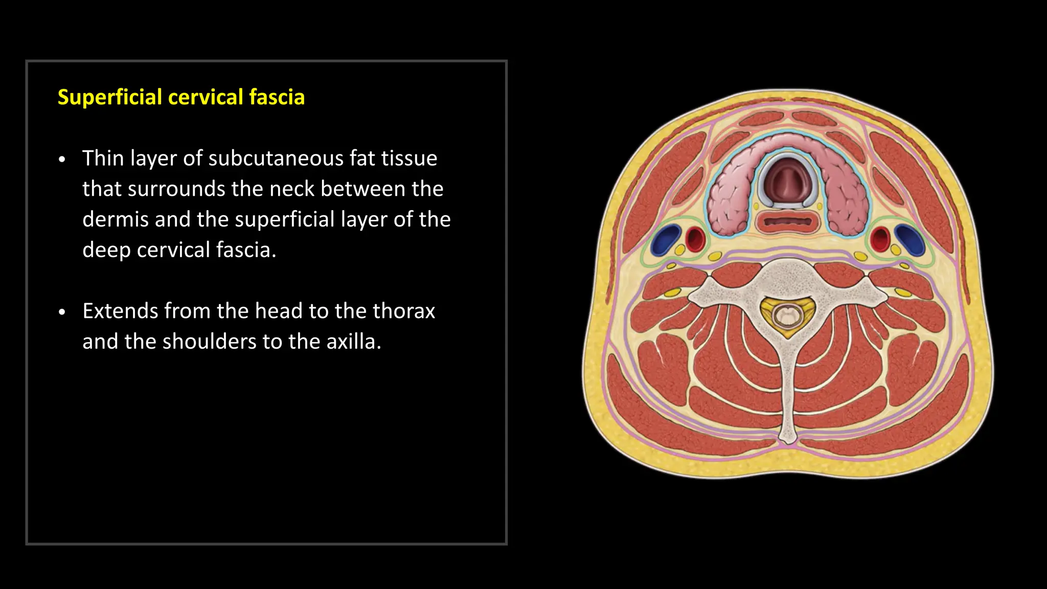 Imaging of the Infrahyoid neck spaces.pdf