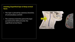 Imaging of the Infrahyoid neck spaces.pdf