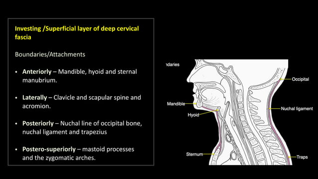 Imaging of the Infrahyoid neck spaces.pdf