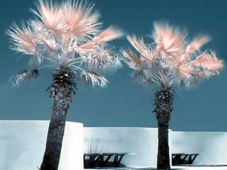 Infrared photography (catherine) | PPSX