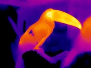 Infrared Waves | PPT