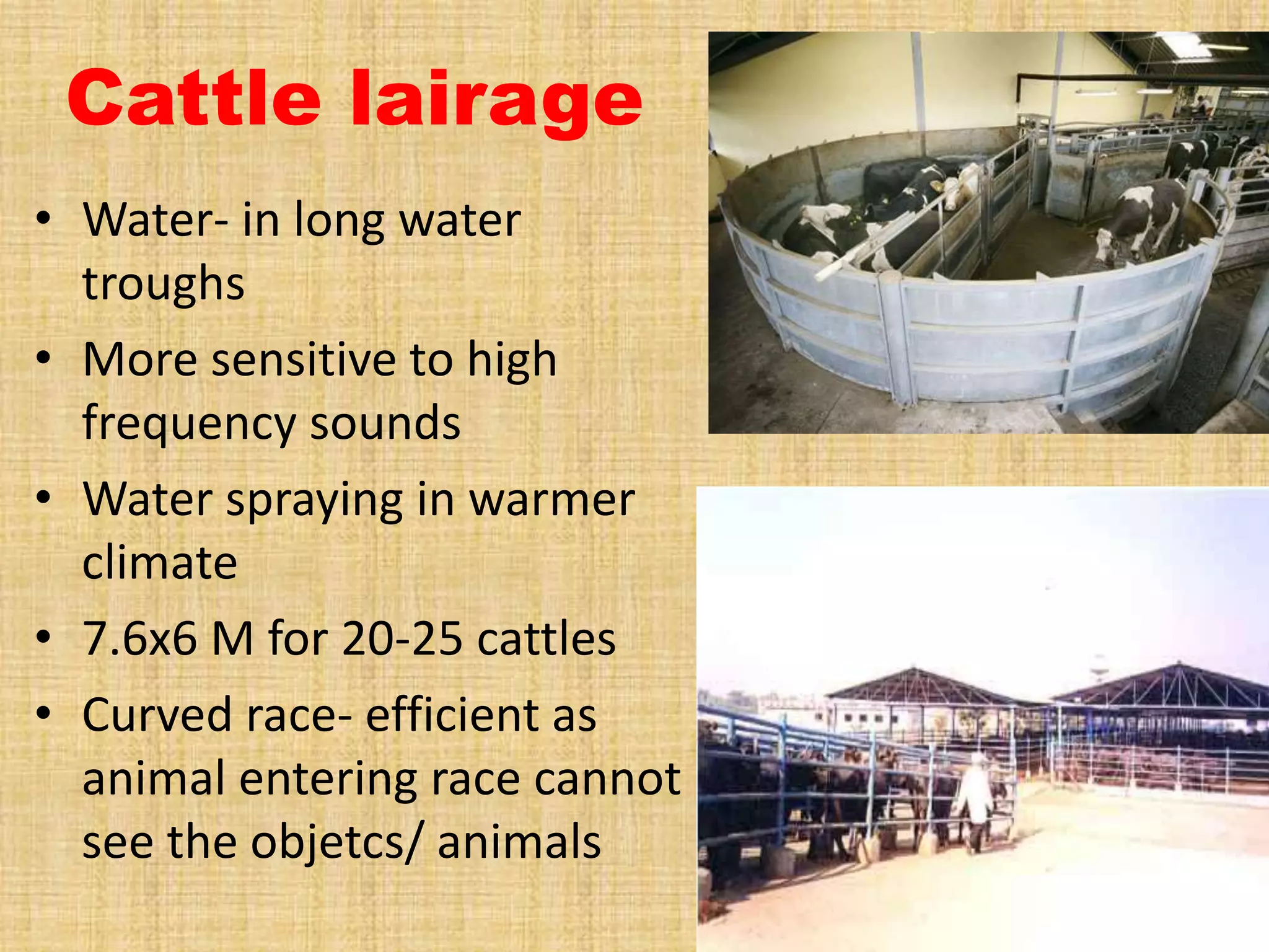 Infrastructure req of modern slaughterhouse | PPTX