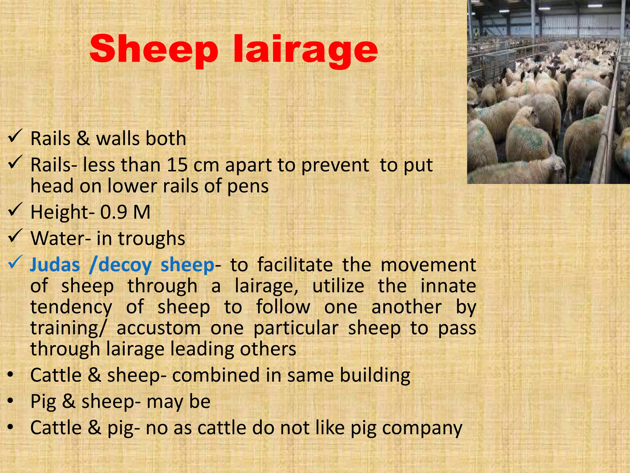 Infrastructure req of modern slaughterhouse | PPTX