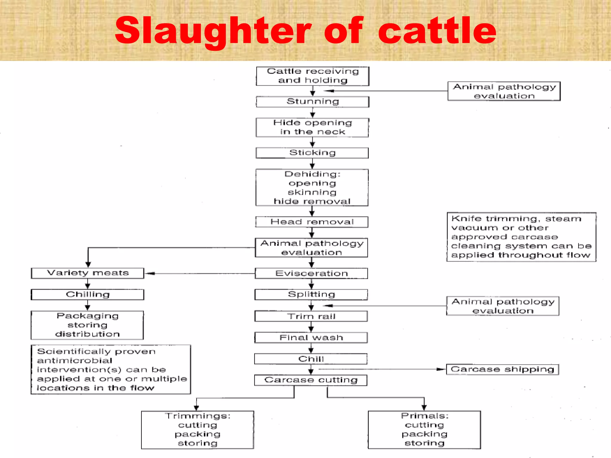 Infrastructure req of modern slaughterhouse | PPTX