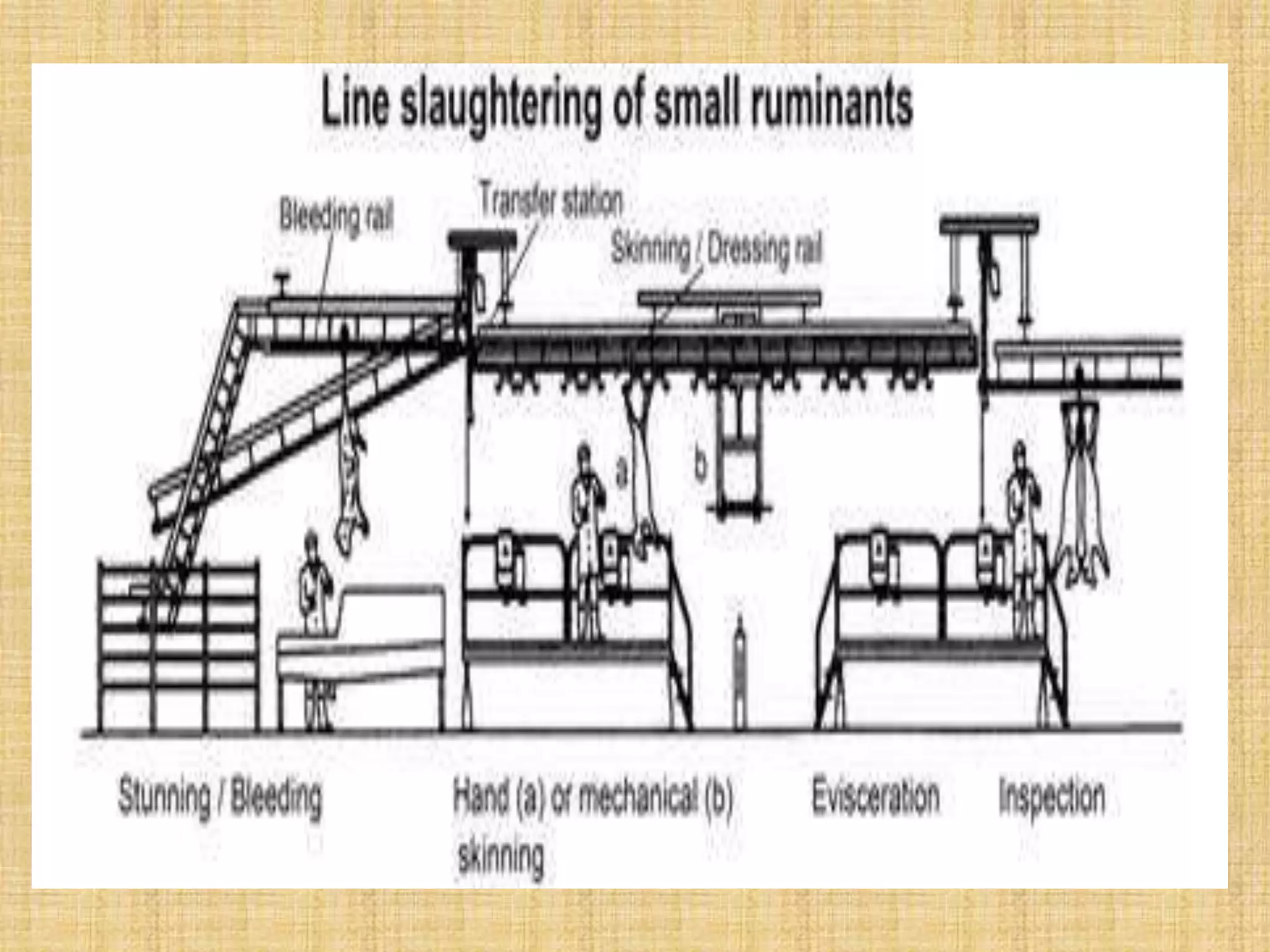 Infrastructure req of modern slaughterhouse | PPTX