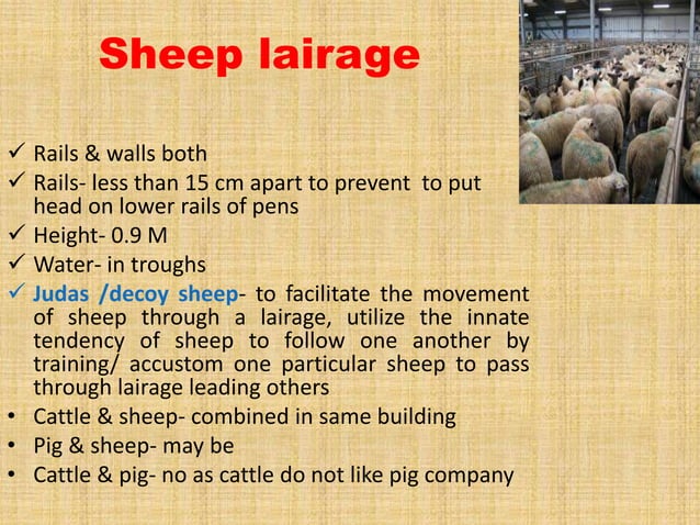 Infrastructure req of modern slaughterhouse | PPTX