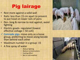 Infrastructure req of modern slaughterhouse | PPTX