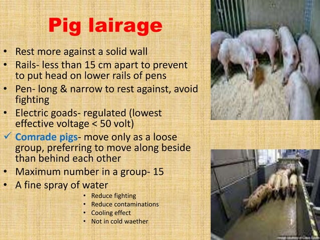 Infrastructure req of modern slaughterhouse | PPTX