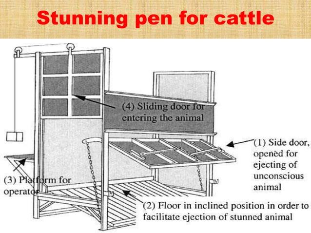Infrastructure req of modern slaughterhouse | PPTX