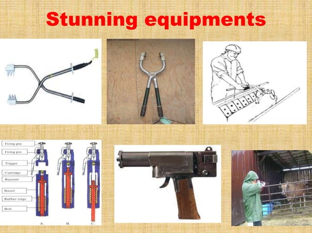 Infrastructure req of modern slaughterhouse | PPTX