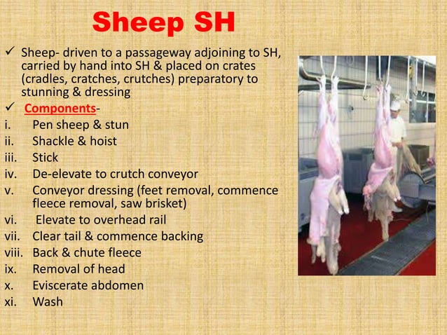 Infrastructure req of modern slaughterhouse | PPTX