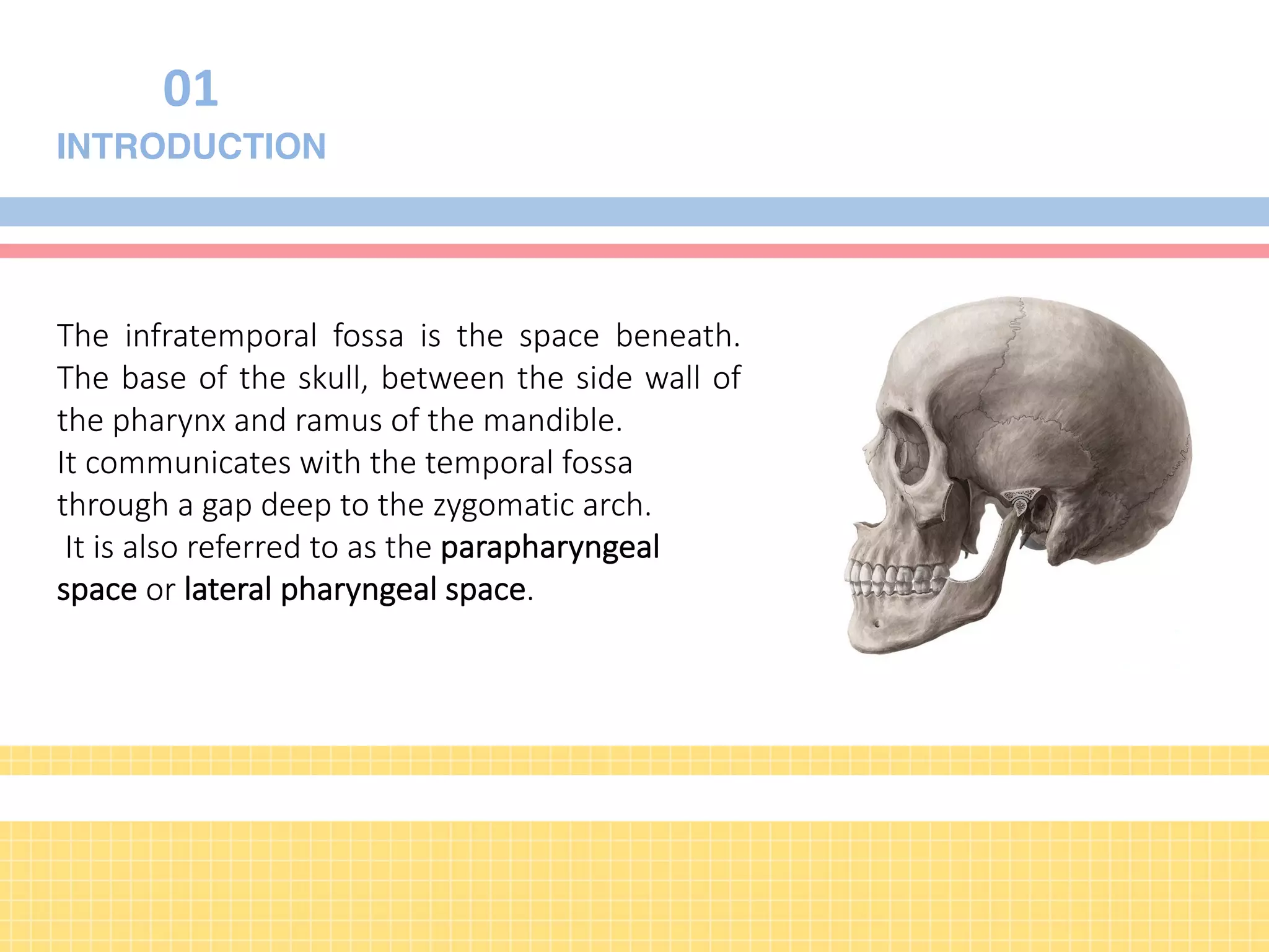 Infratemporal fossa structure | PDF