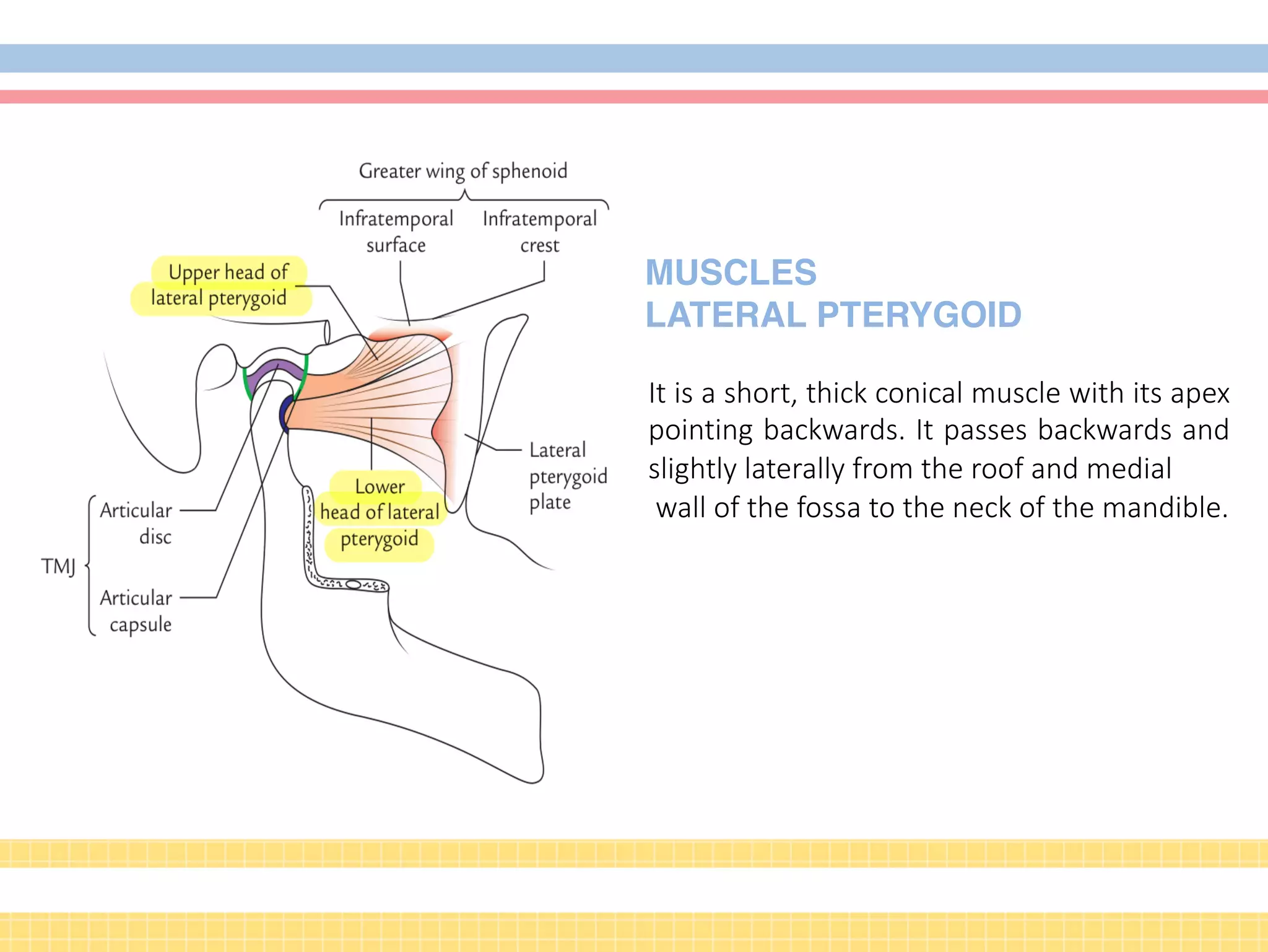 Infratemporal fossa structure | PDF