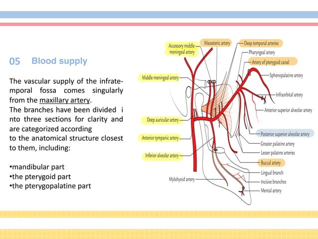 Infratemporal fossa structure | PPT