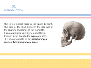 Infratemporal fossa structure | PDF