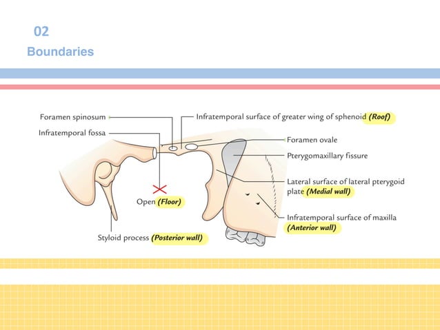 Infratemporal fossa structure | PPT
