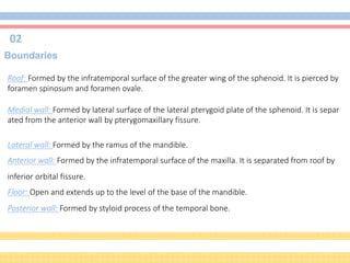 Infratemporal fossa structure | PDF