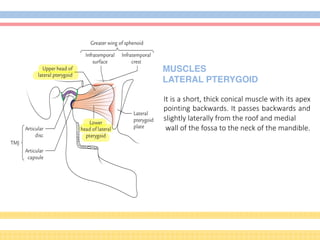 Infratemporal fossa structure | PDF