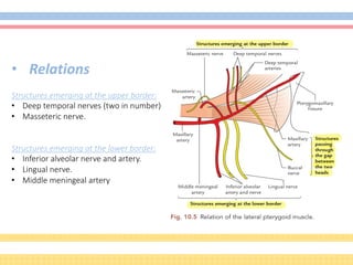 Infratemporal fossa structure | PDF