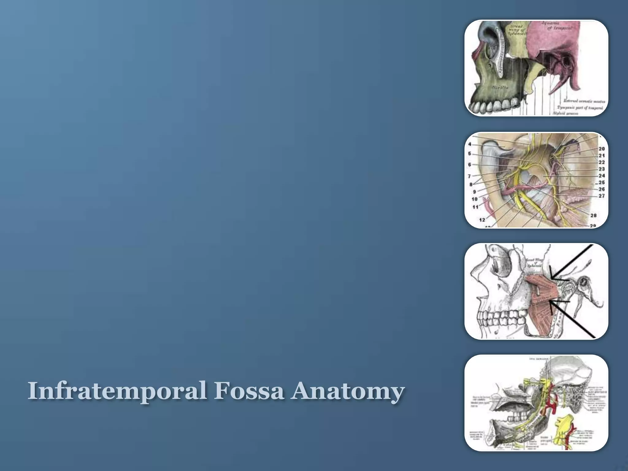 Infratemporal Fossa | PPTX