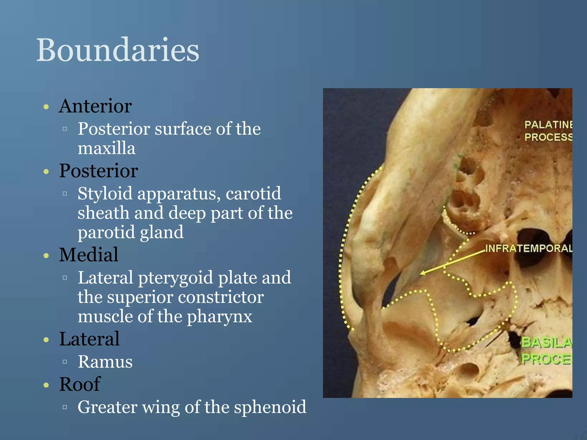 Infratemporal Fossa | PPTX