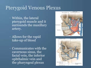 Pterygoid Plexus