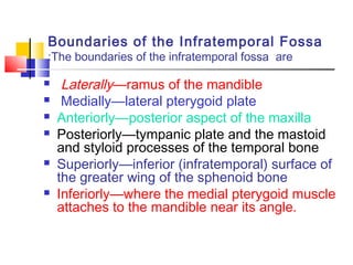 Infratemporal fossa | PPT