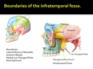 Pterygopalatine Fossa And Infratemporal Fossa