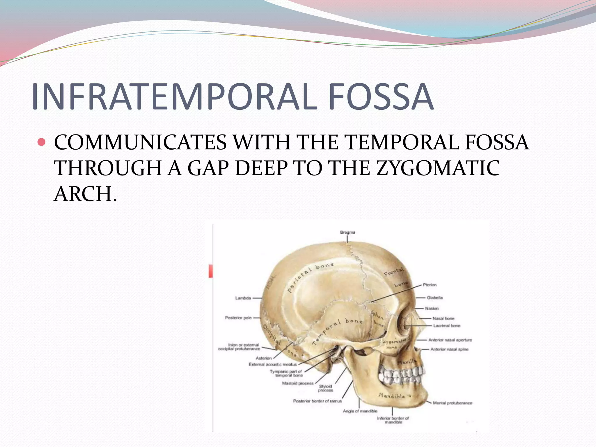 Infratemporal Fossa | PPTX
