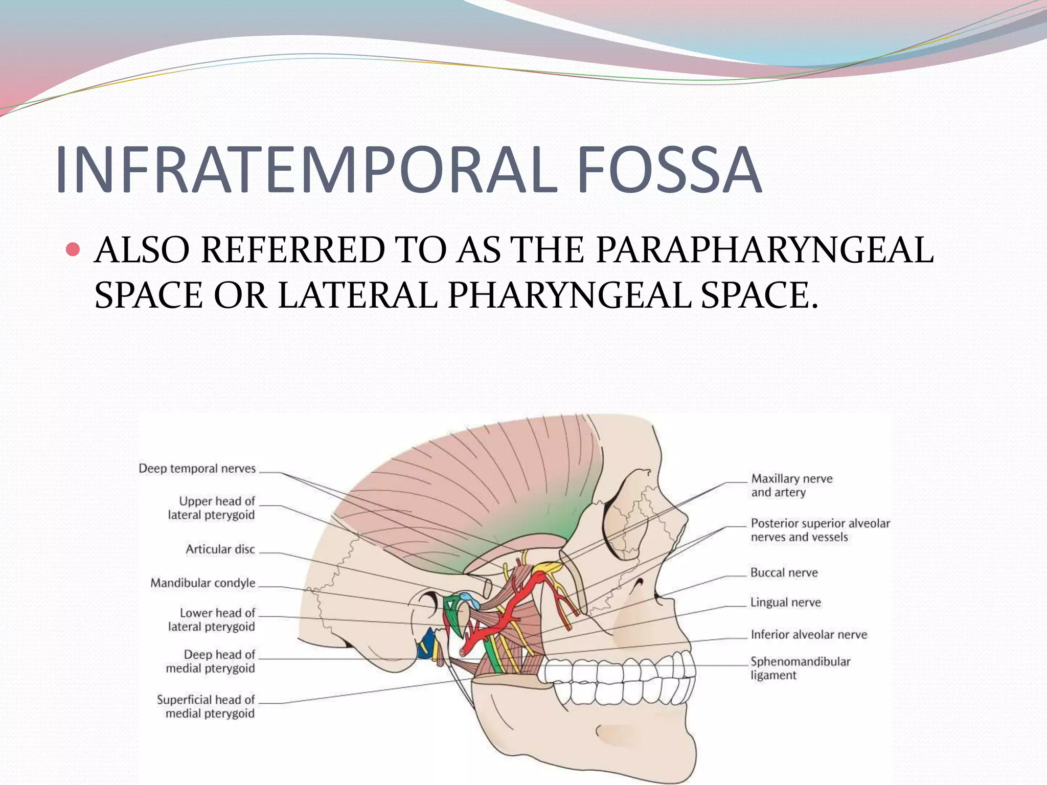 Infratemporal Fossa | PPTX