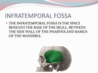 Infratemporal Fossa | PPTX