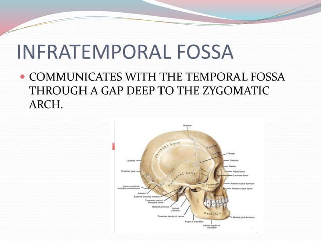 Infratemporal Fossa | PPT