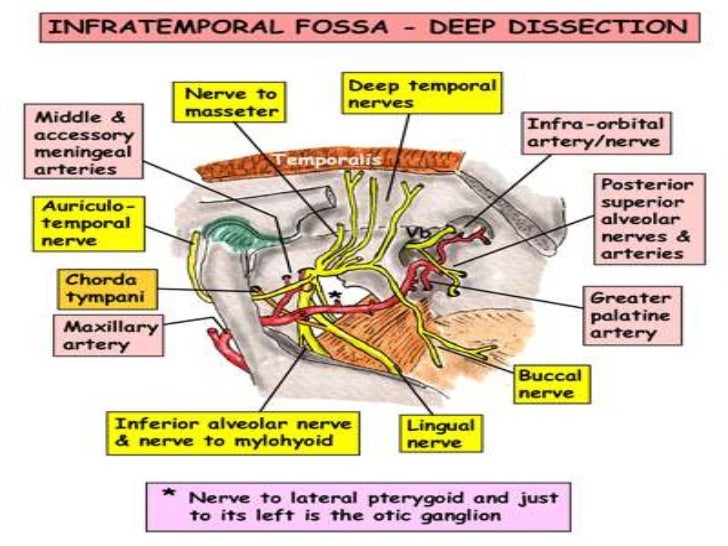 Infratemporal fossa - nervous structures