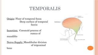Infratemporal Fossa and Muscles of Mastication Final.pptx