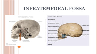 Infratemporal Fossa and Muscles of Mastication Final.pptx