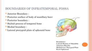 Infratemporal Fossa and Muscles of Mastication Final.pptx