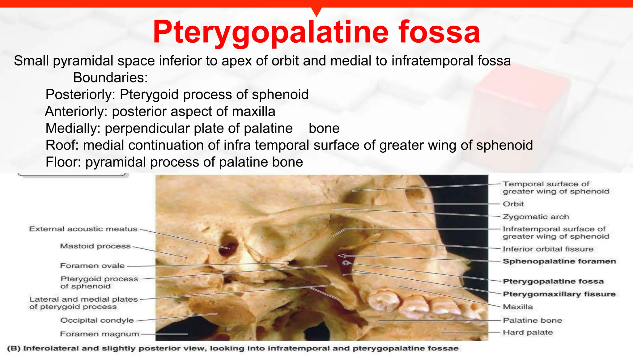 INFRATEMPORAL FOSSA AND PTERYGOPALATINE FOSSA NEW.pptx