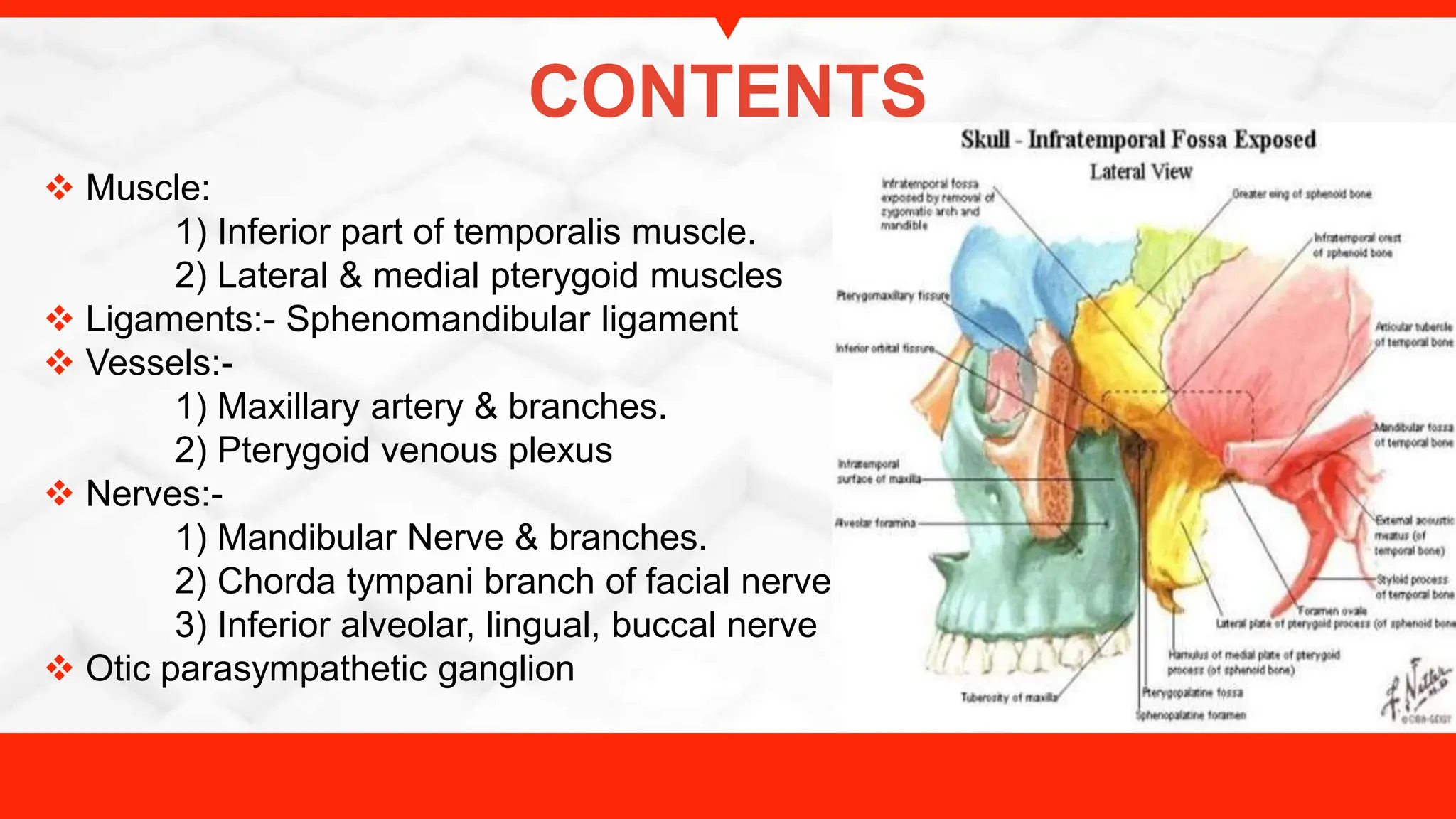 INFRATEMPORAL FOSSA AND PTERYGOPALATINE FOSSA NEW.pptx