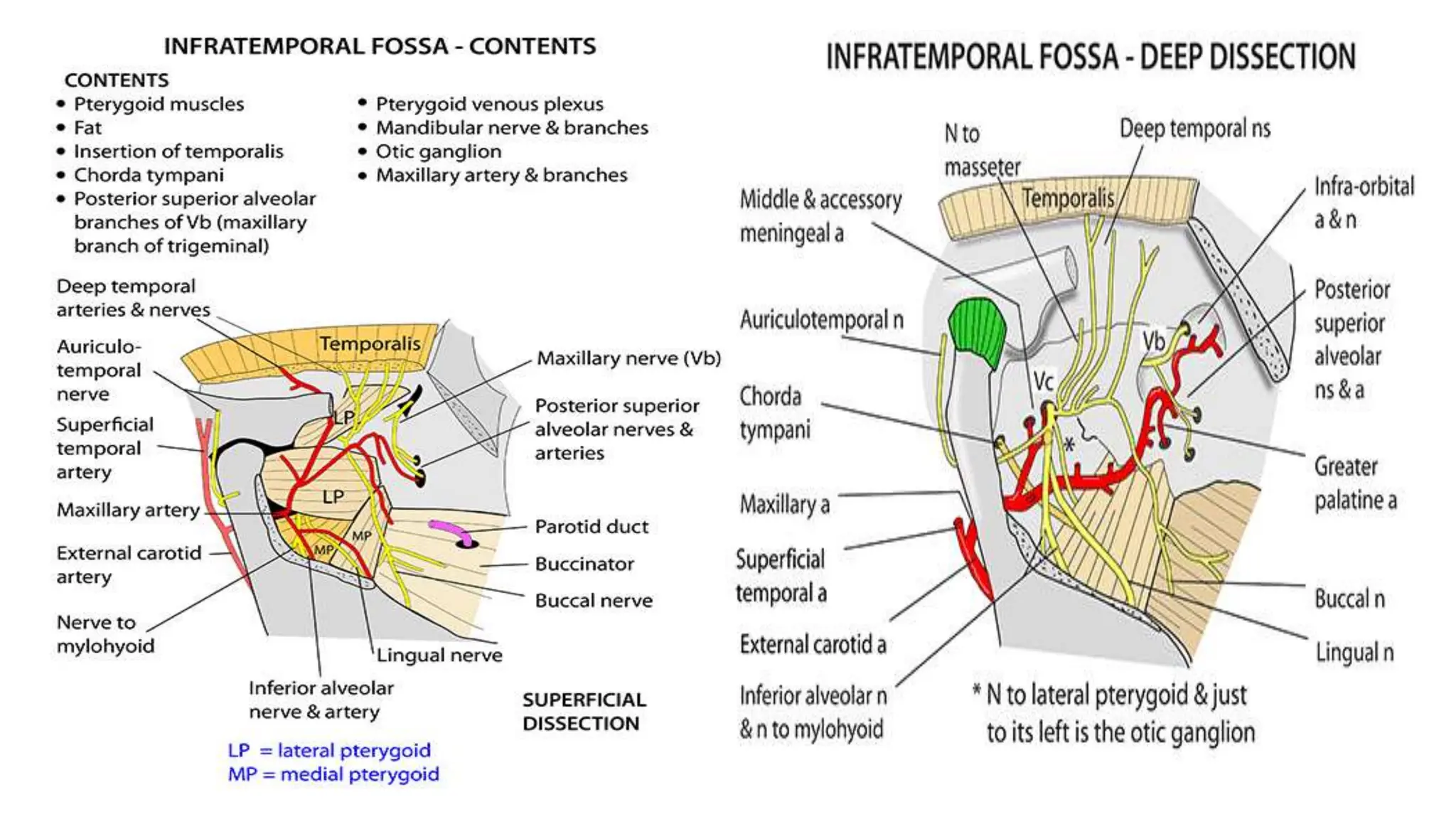 INFRATEMPORAL FOSSA AND PTERYGOPALATINE FOSSA NEW.pptx