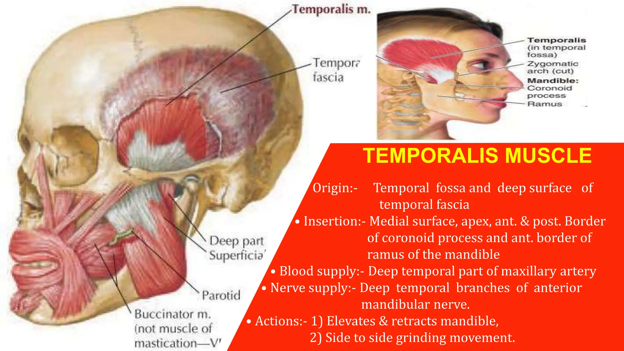INFRATEMPORAL FOSSA AND PTERYGOPALATINE FOSSA NEW.pptx