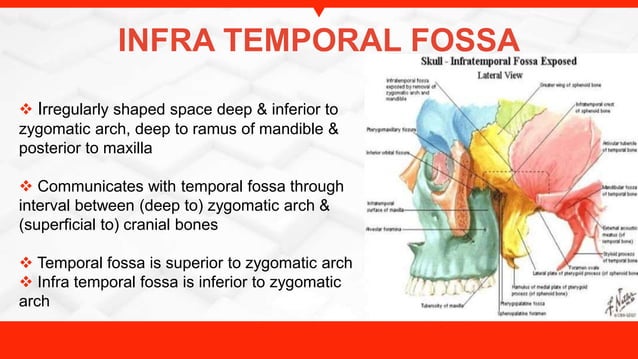 INFRATEMPORAL FOSSA AND PTERYGOPALATINE FOSSA NEW.pptx | Ear, Nose and ...