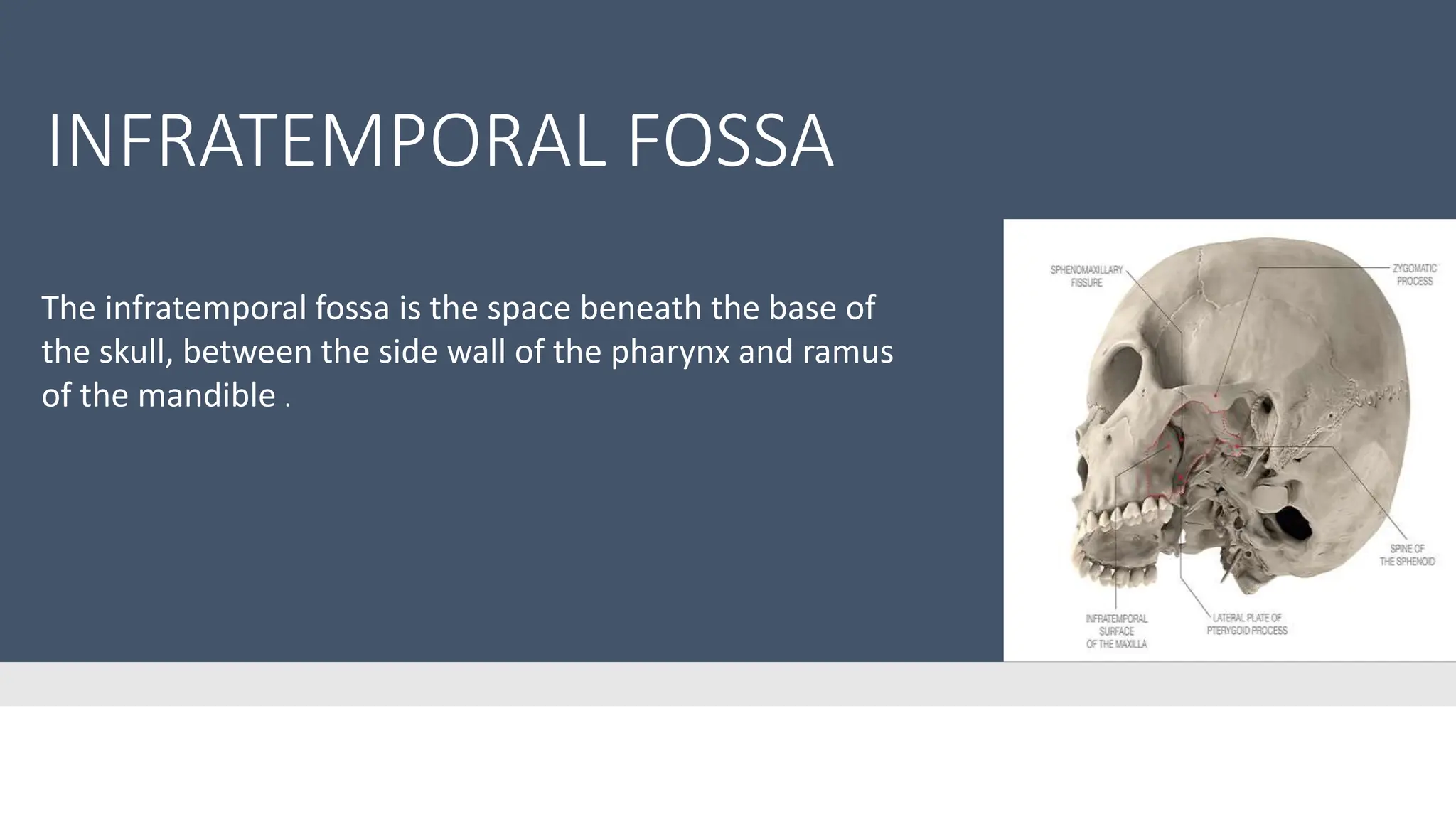 Ppt on contents of infratemporal fossa grp 1 | PPTX